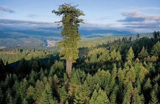 세상에서 가장 큰 나무 - 스카이파크