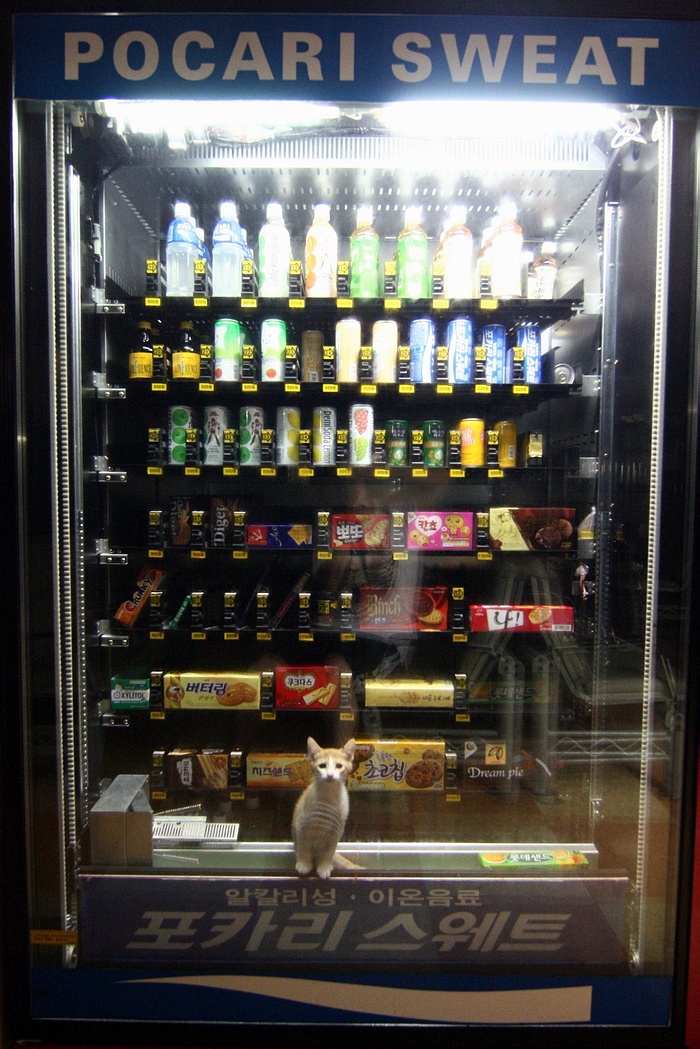 잠입 성공 - 스카이파크