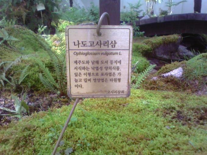 너만 고사리냐 - 스카이파크