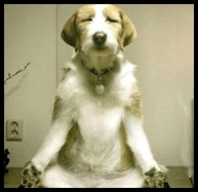 강아지의..양반다리..~~~~♡♡♡♡ - 스카이파크