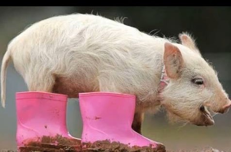 장화신은..돼야지..~~~♡♡♡ - 스카이파크