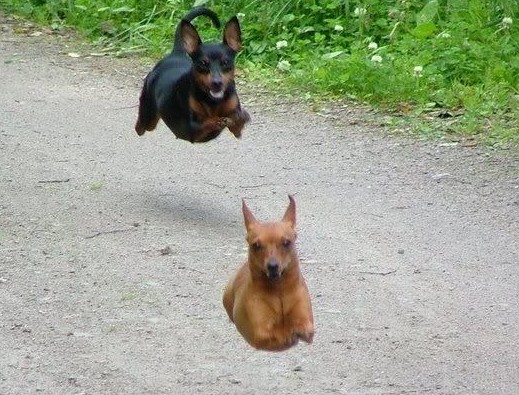 축지법중인..강아지들..~~~~♡♡♡♡ - 스카이파크