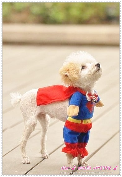 슈퍼강아지..~~~♡♡♡ - 스카이파크