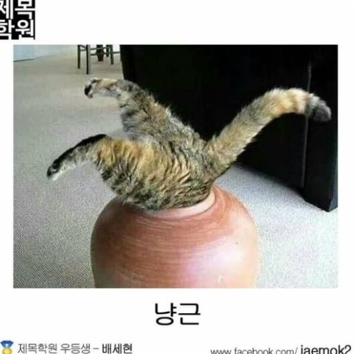 항아리속으로.들어간..고양이..~~~♡♡♡ - 스카이파크