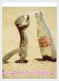 콜라먹는., 다람쥐..~~~♡♡♡ - 스카이파크