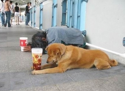 동냥하는..강아지..~~~♡♡♡ - 스카이파크