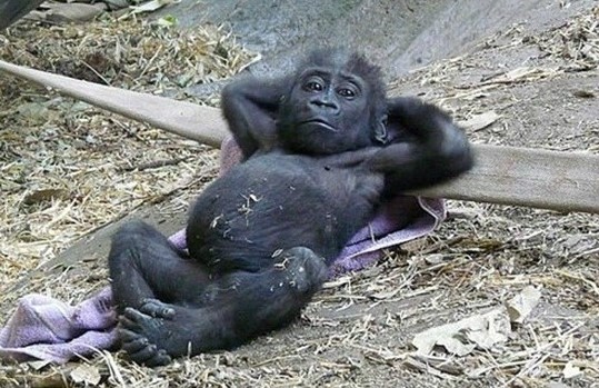 심심한..오랑우탄..~~~♡♡♡ - 스카이파크