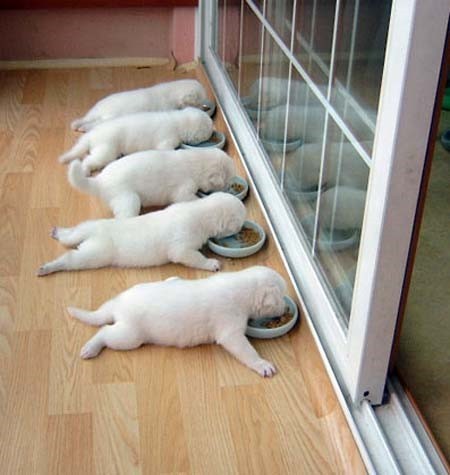 강아지들의..식사시간..~~~♡♡♡ - 스카이파크