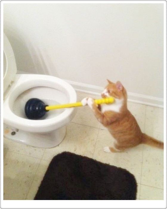 변기청소하는고양이..~~~♡♡♡♡ - 스카이파크