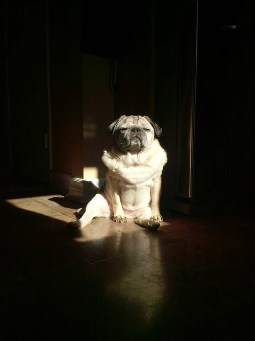 고독을..즐기는..강아지..~~~♡♡♡ - 스카이파크