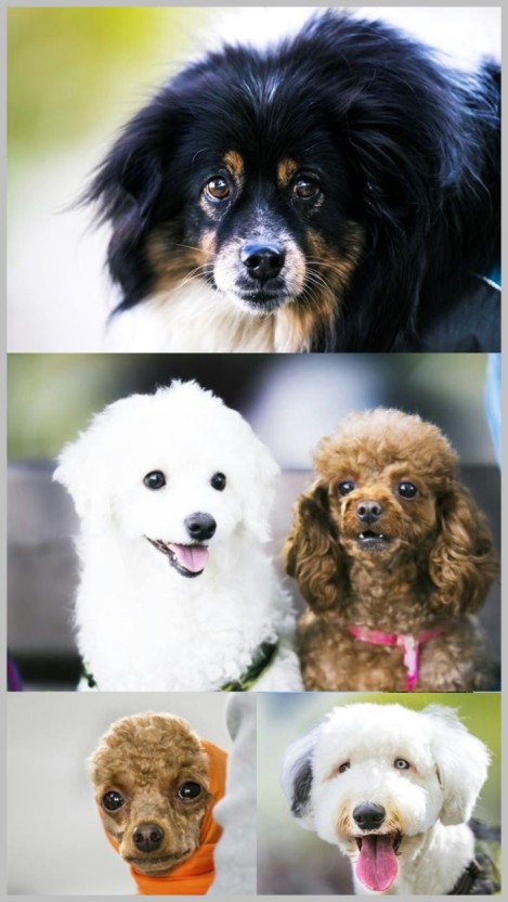 귀여운..강아지들..~~~♡♡♡♡ - 스카이파크