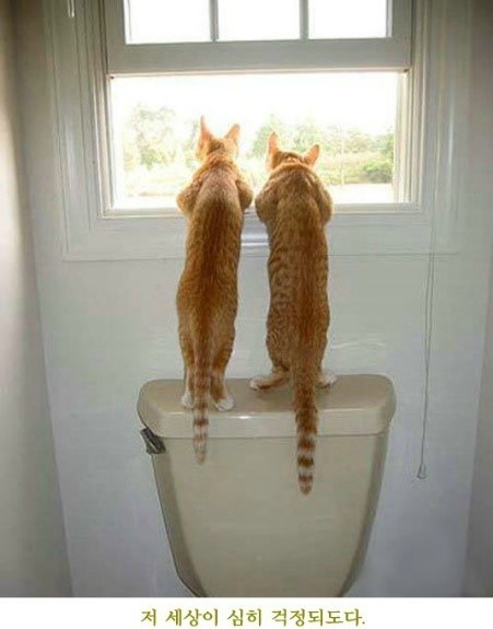 고양이의..풍경즐기는..모습..~~~♡♡♡ - 스카이파크