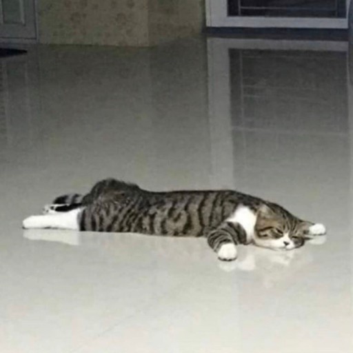 고양이에..귀찮음..~~~♡♡♡ - 스카이파크