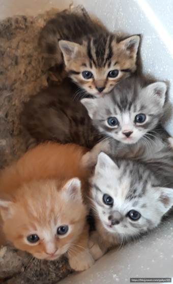 밥주세요 냥냥 귀엽누 - 스카이파크