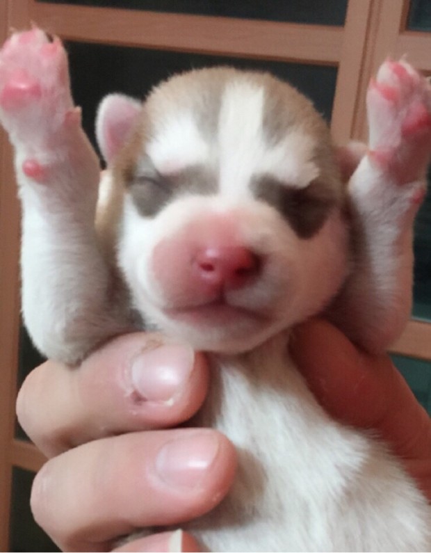 9월달에 우리집으로 강아지 입양온다~ - 스카이파크