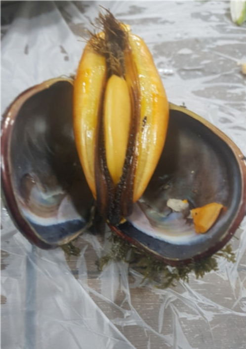 쀼야 니 담치 - 스카이파크